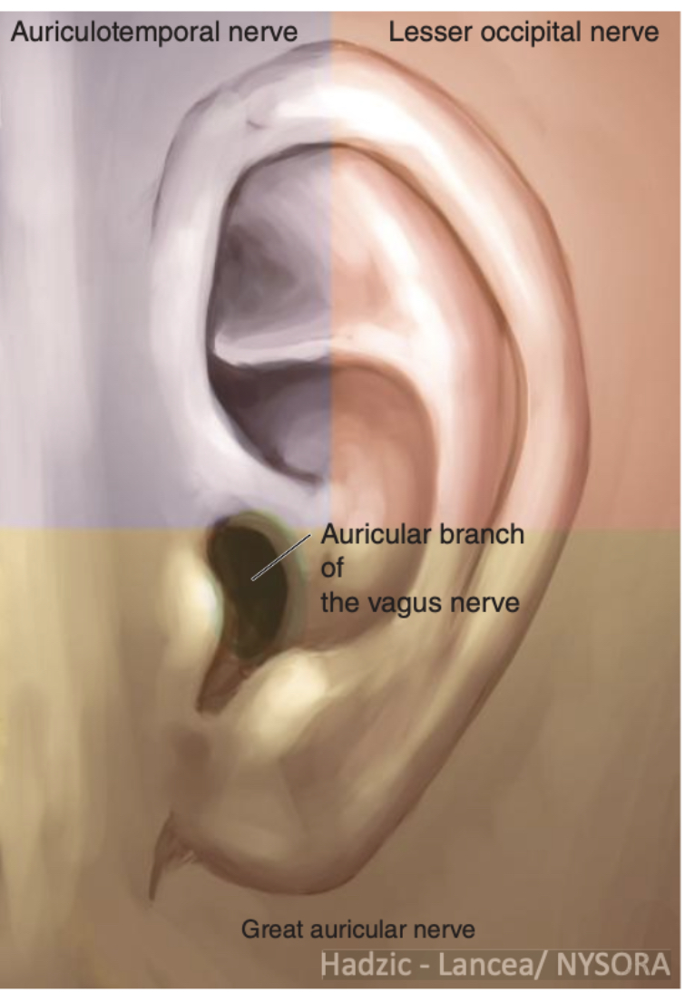 Entenda o que é Scalp Block - Blog Propofando